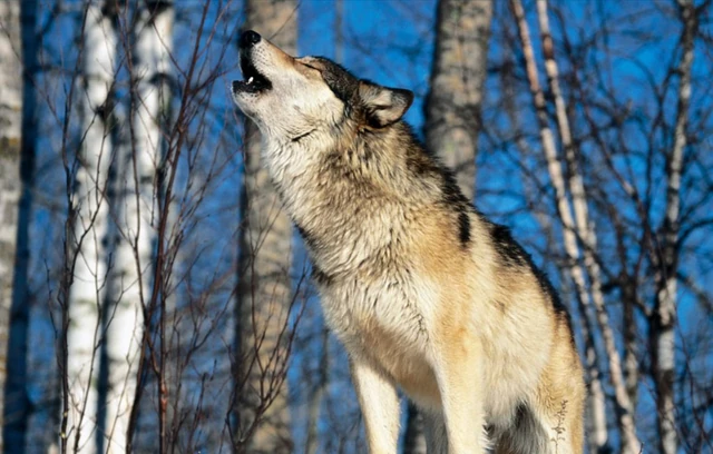 Imagen de lobos aullando - Imagui