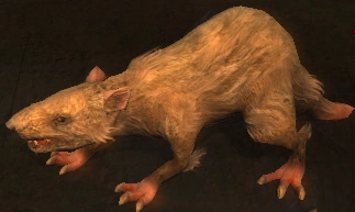 Wolf rat - The Drakensang Wiki - Armor, locations, quests, and more