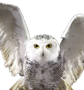 Imagen - Hedwig.png - PokeEspectaculos, la Wiki de las Pokénovelas