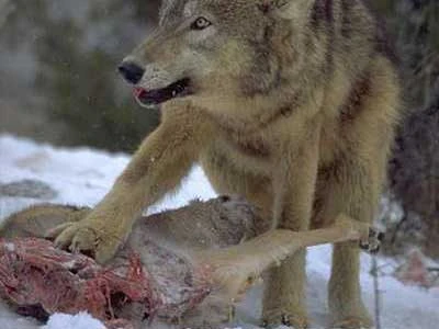 What They Eat - Wolf Wiki