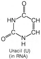 Uracil - EteRNA Wiki