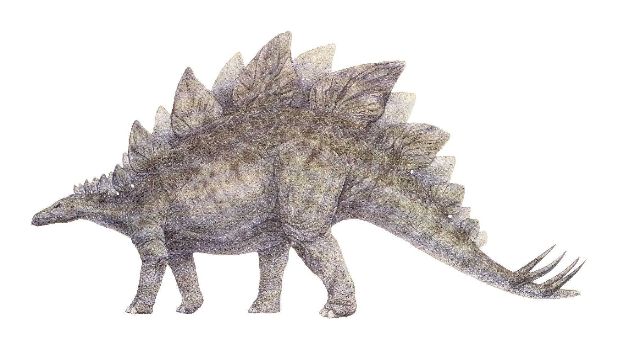 Stegosaurus - Jurassic park Wiki