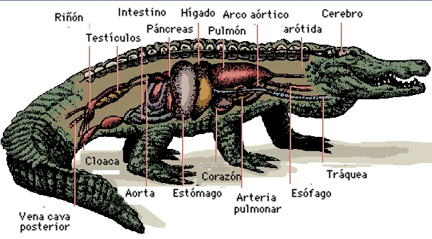 Reptiles - Wiki Reino Animalia