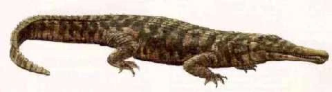 Rutiodon - Dinopedia - the free dinosaur encyclopedia