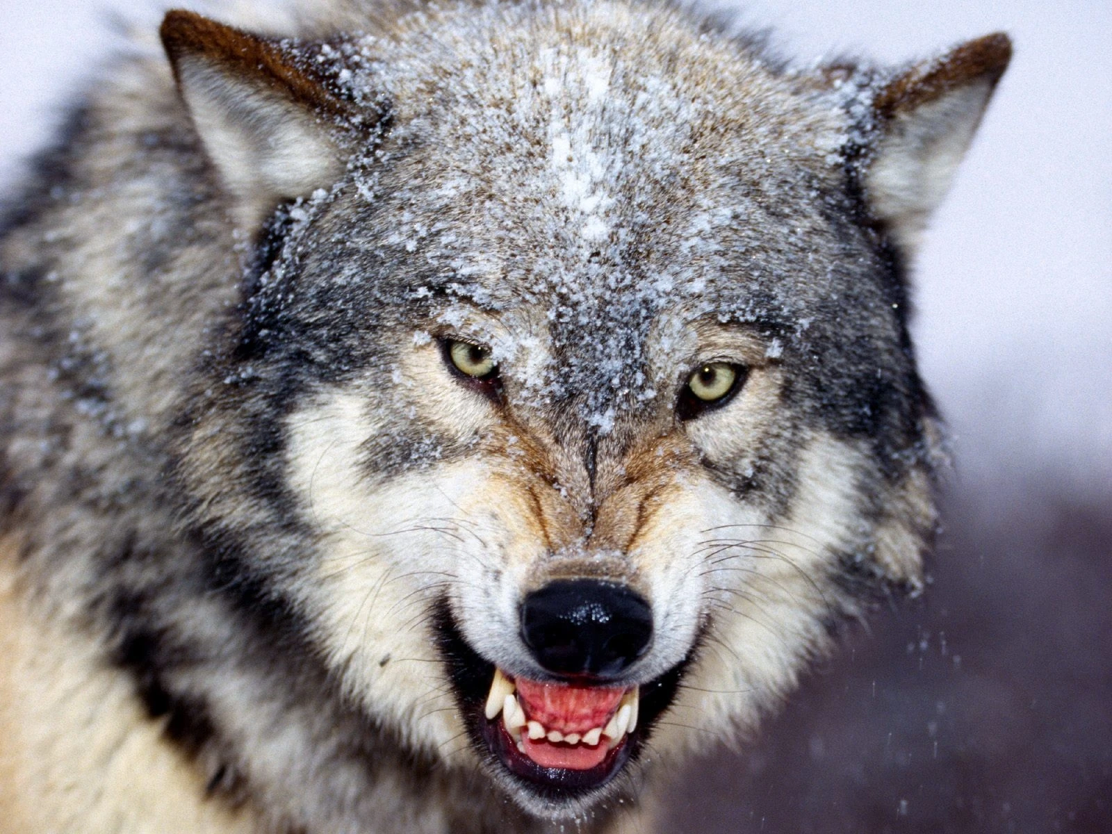 Lobos - Wiki Dinoschool