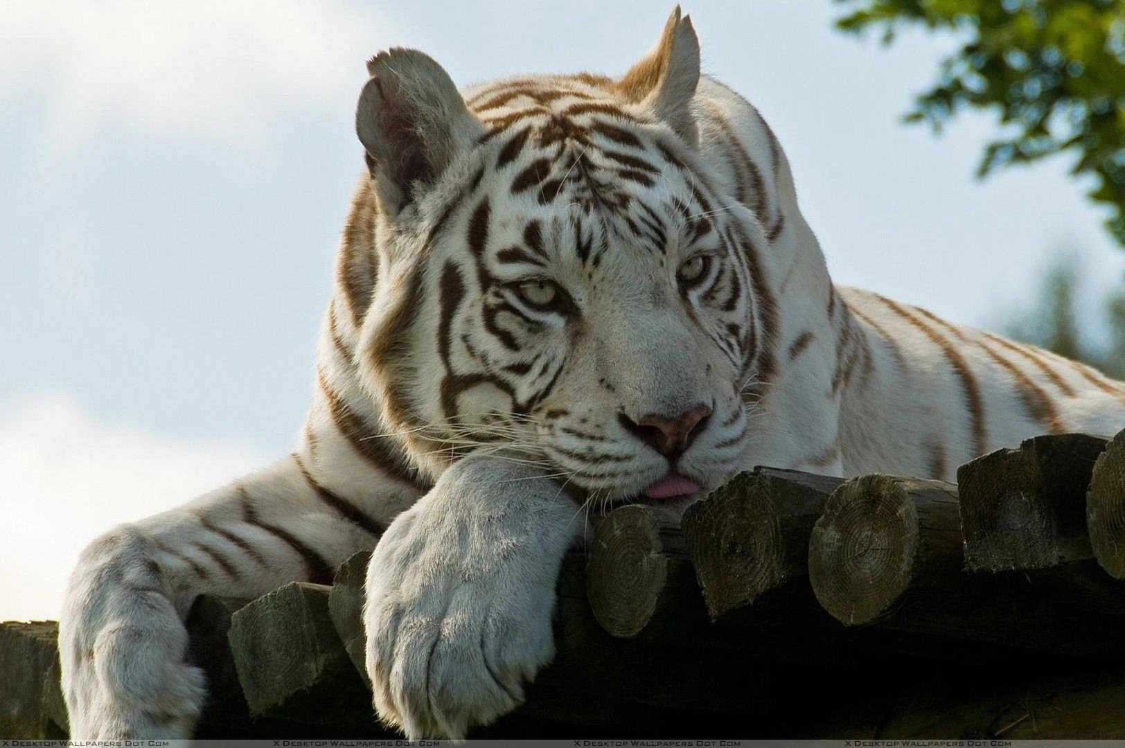 Tigre - Wiki Reino Animalia