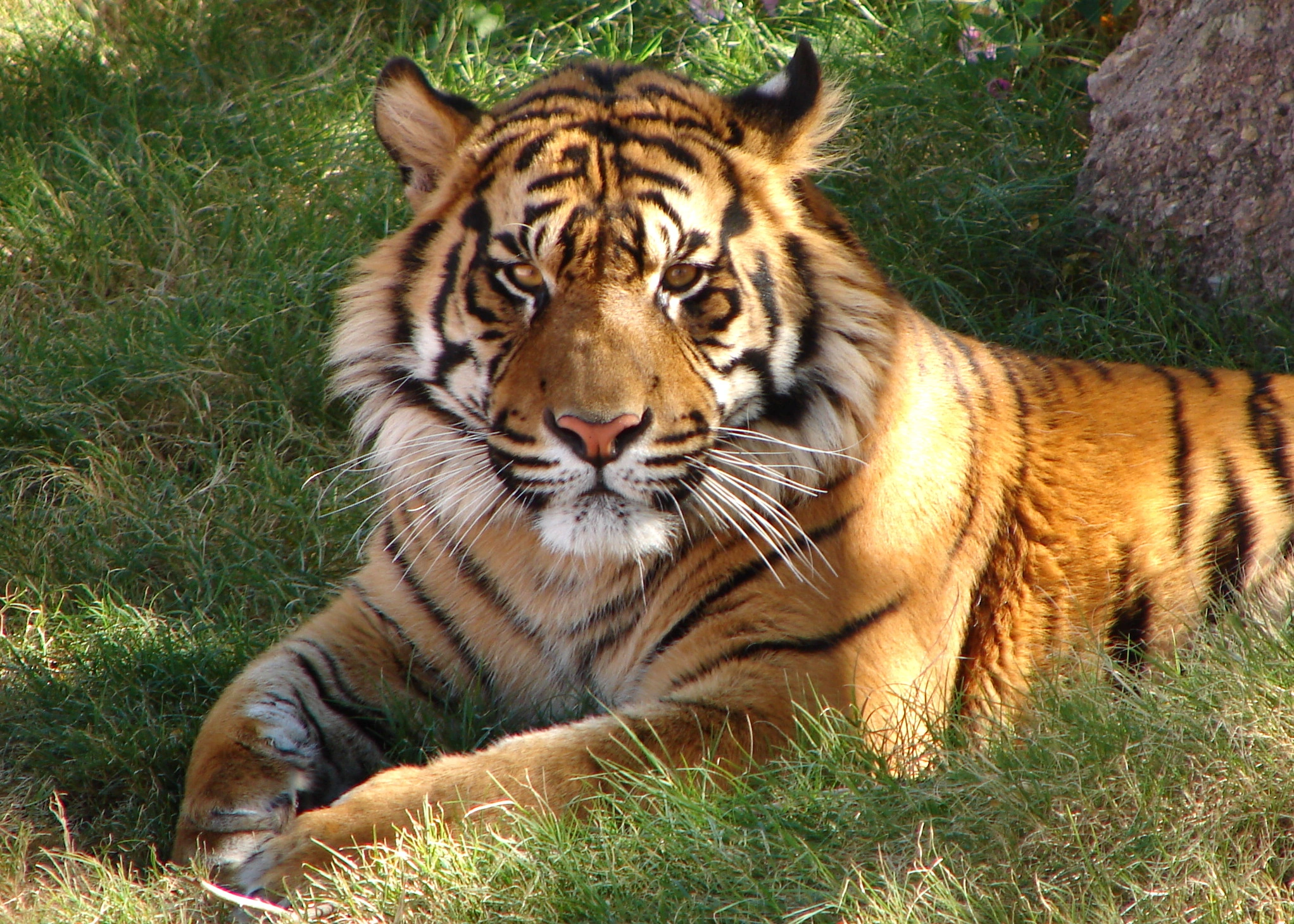 Tigre - Wiki Reino Animalia